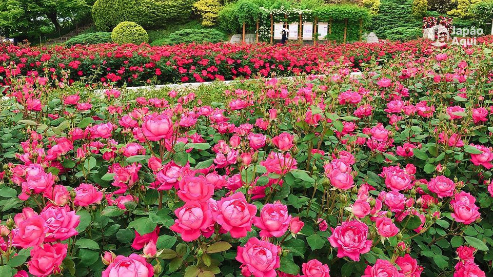 Gifu: O maior jardim de rosas do mundo - Japão Aqui