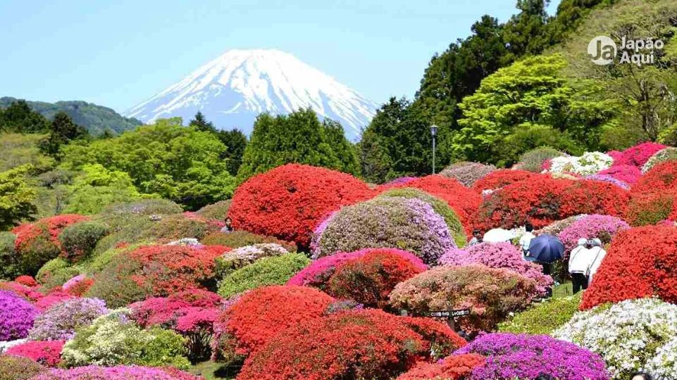 Hakone: azáleas coloridas com vista para o Monte Fuji - Japão Aqui